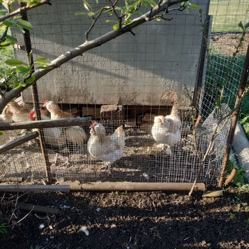 Фавероль куры