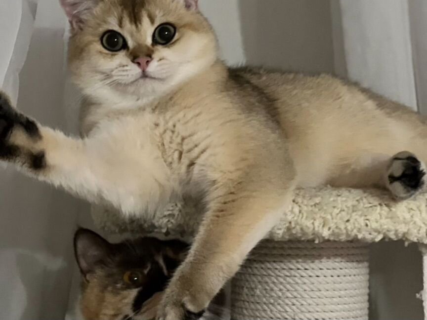 Британская шиншилла котик