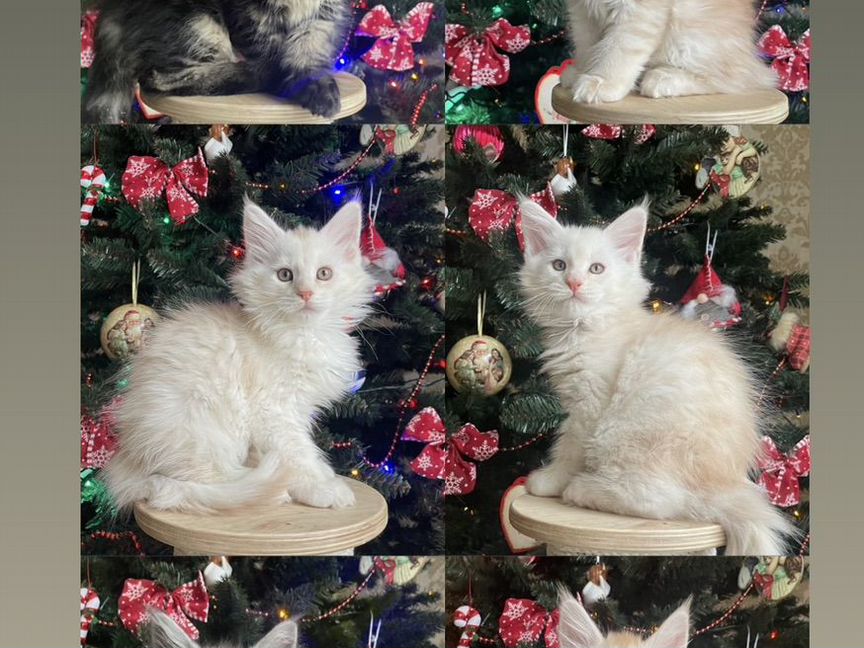 Черное и красное серебро котята, питомник