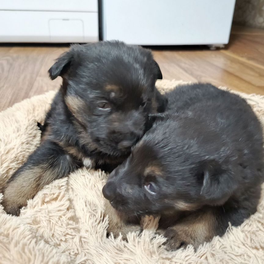 Немецкая овчарка, щенок