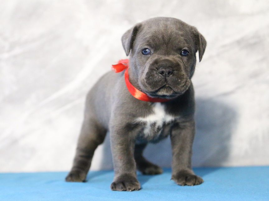 Кане Корсо,щенки