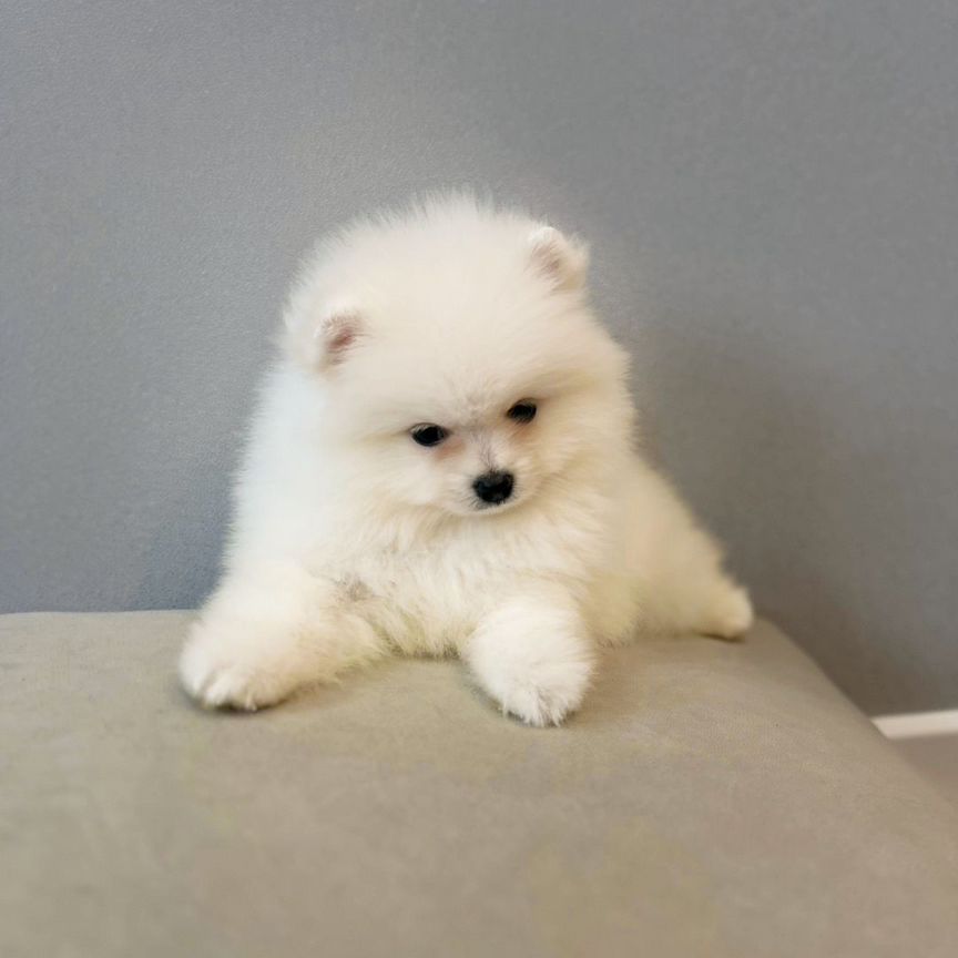 Померанский шпиц