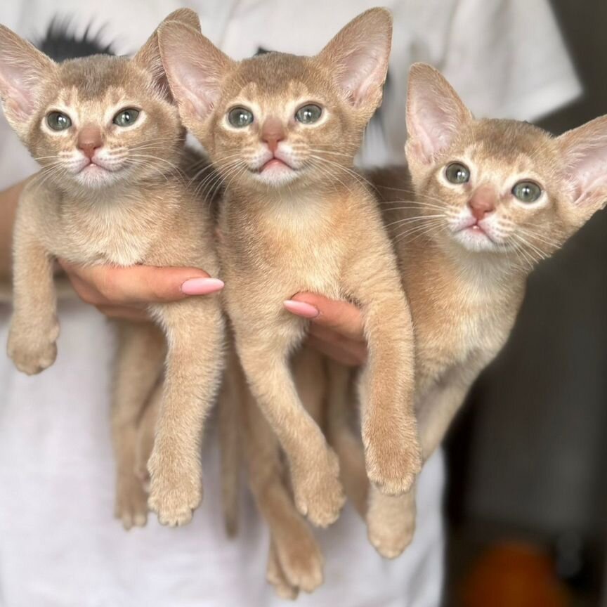 Абиссинские котята