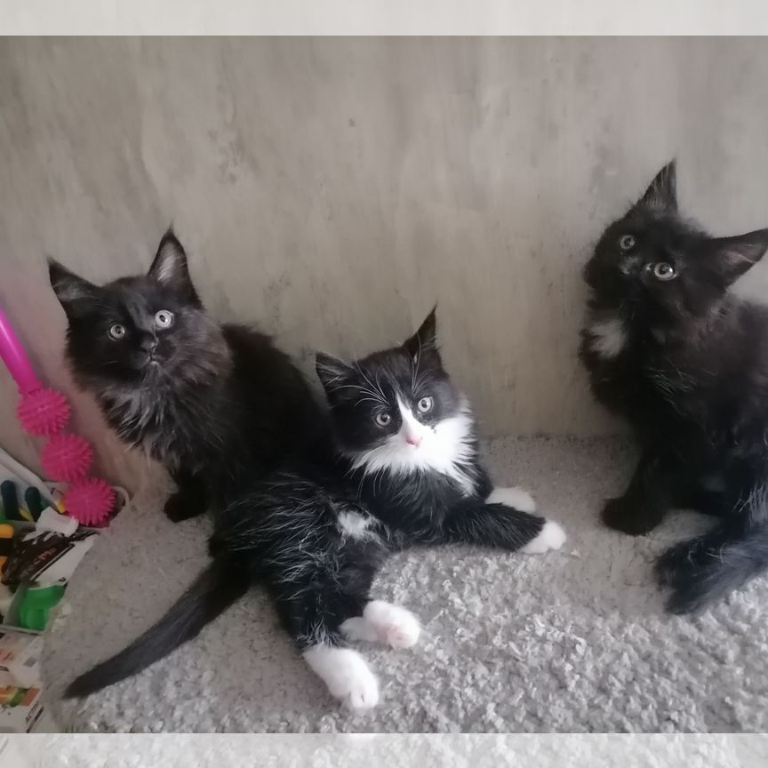 Мейн-кун котёнок