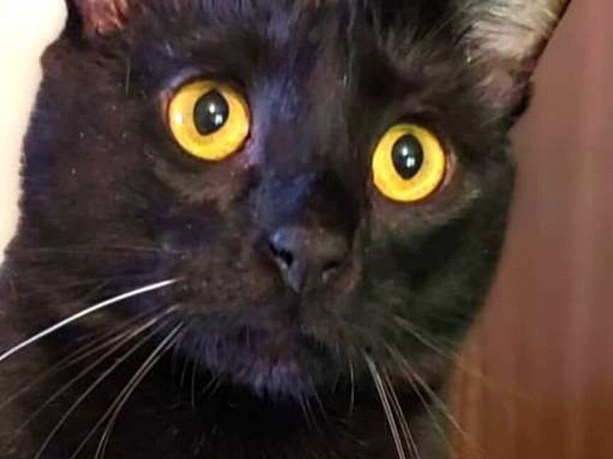 Котик Богданчик 1 год