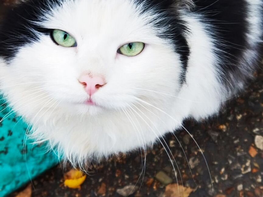 Котик в добрые руки