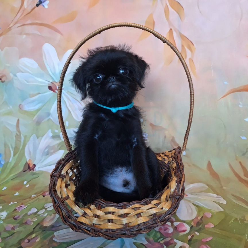 Щенок гриффона в черном окрасе