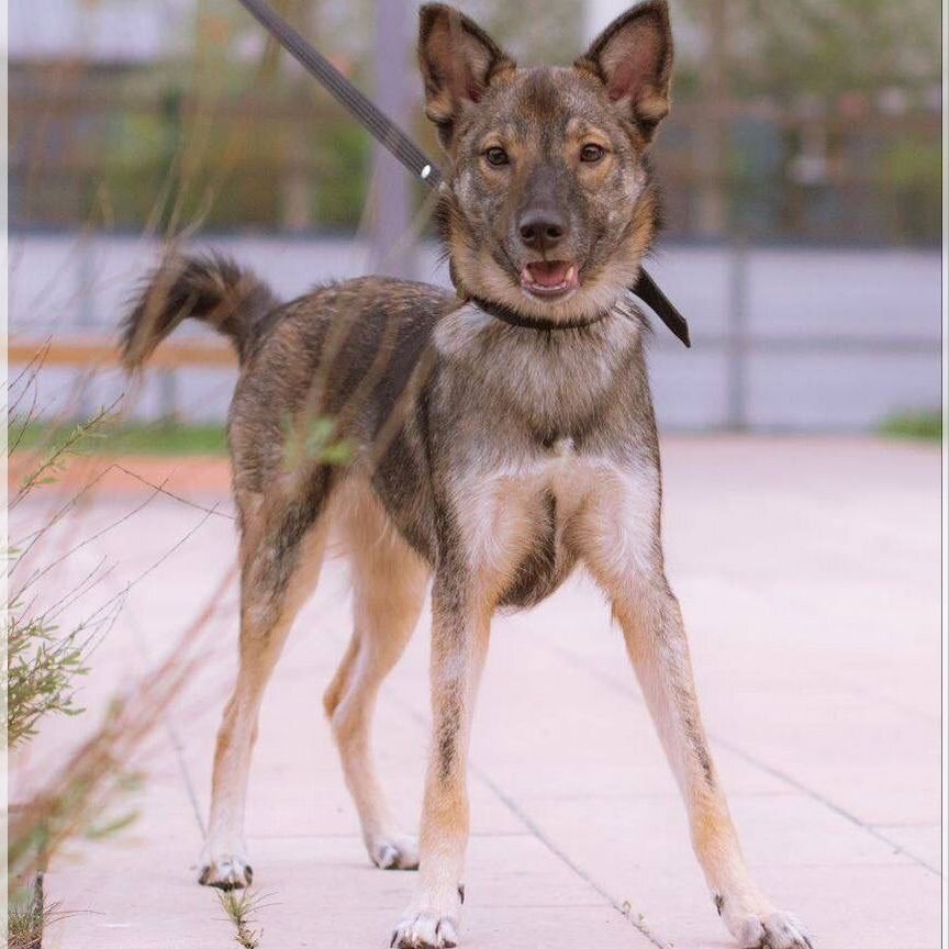Воспитанный щенок девочка ищет родителей
