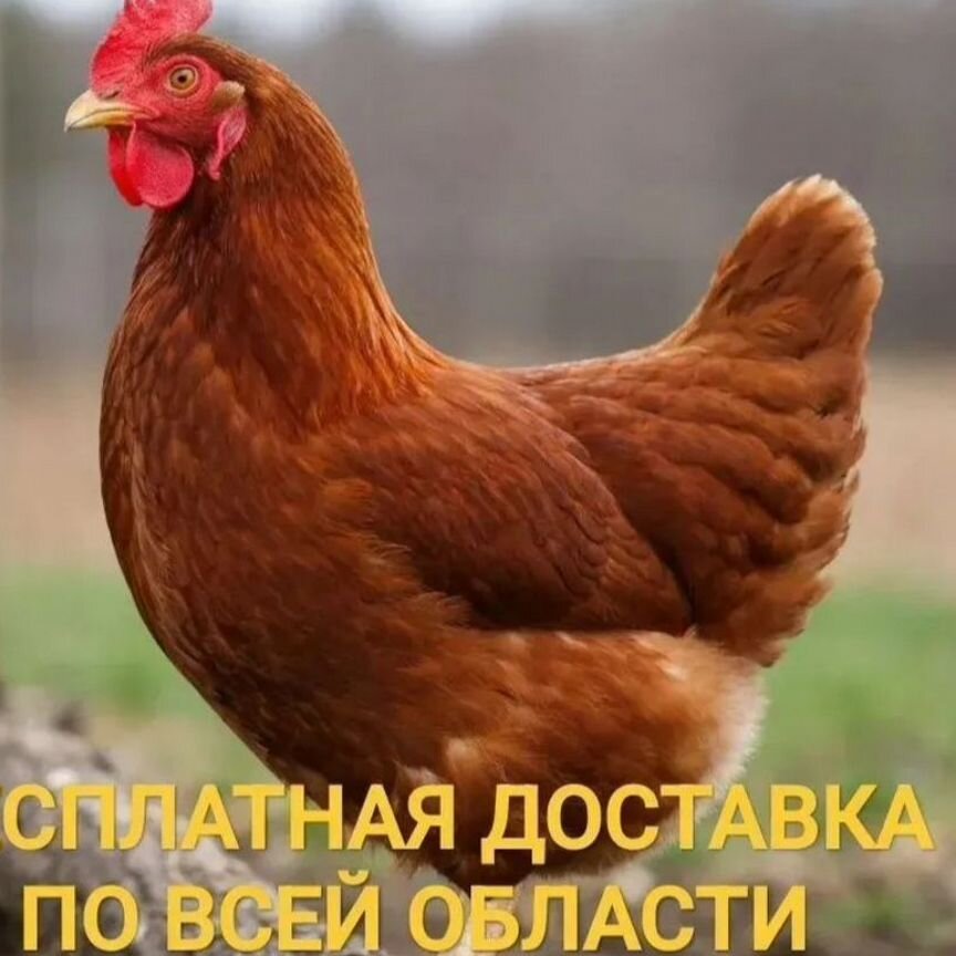 Куры-несушки доставка в Спасск Деменск