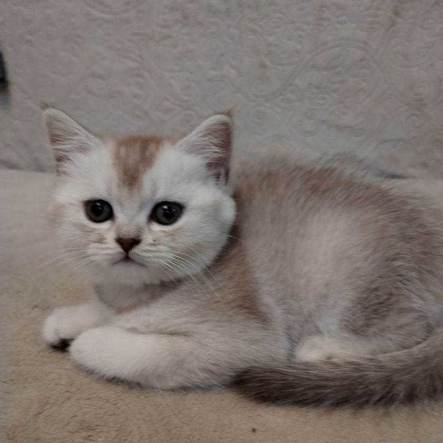 Шатланская кошечка