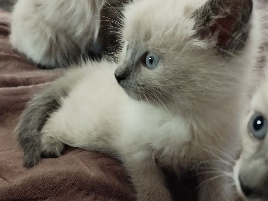 Сиамские котята