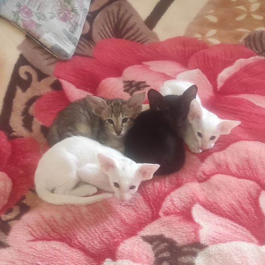Ориентальный котёнок
