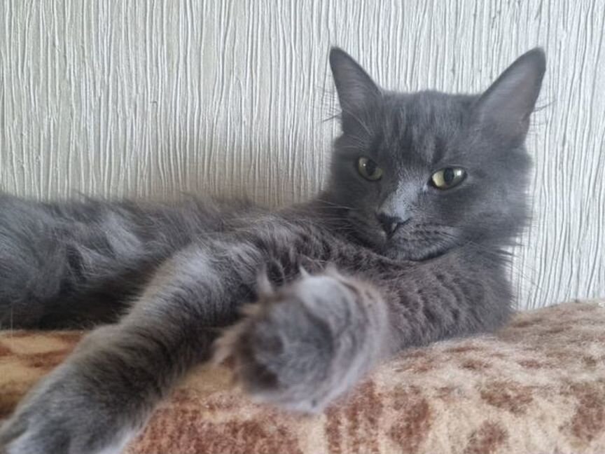 Кошечка Нибелунг