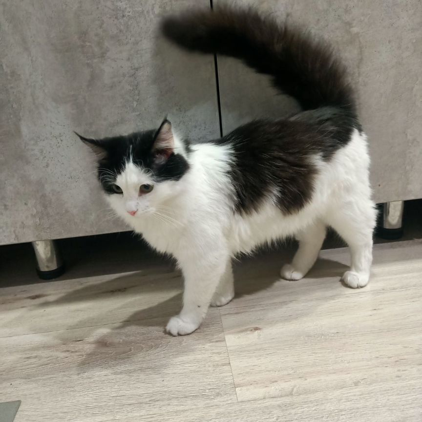 Кошка Мася