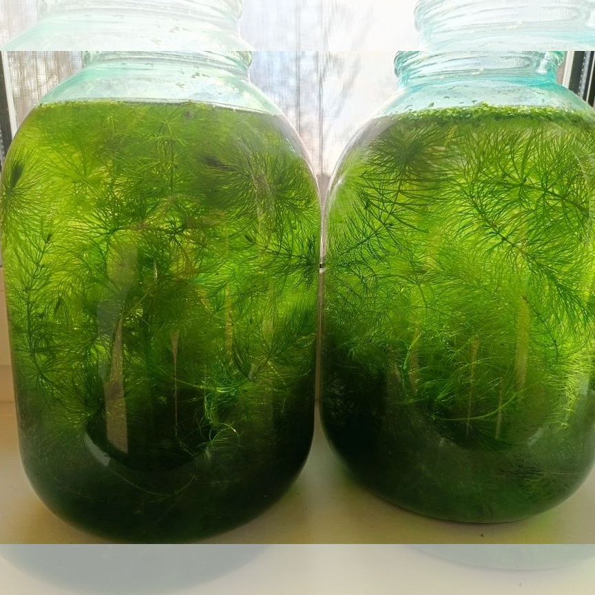 Водоросли для аквариума роголистник и ряска