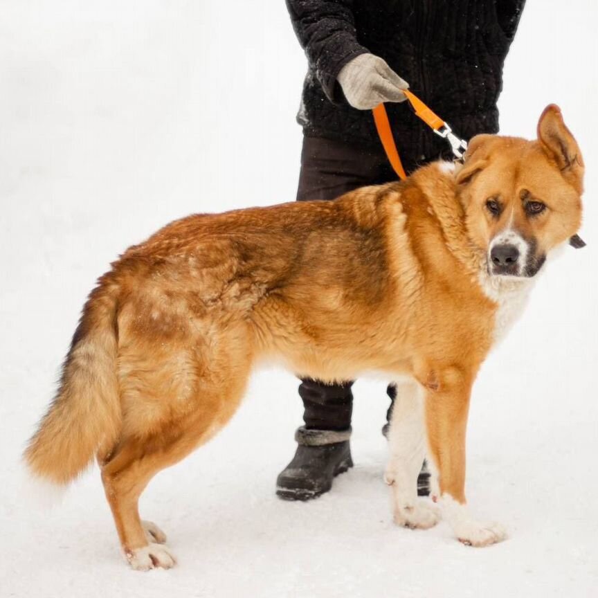 Взрослый пёс в добрые руки