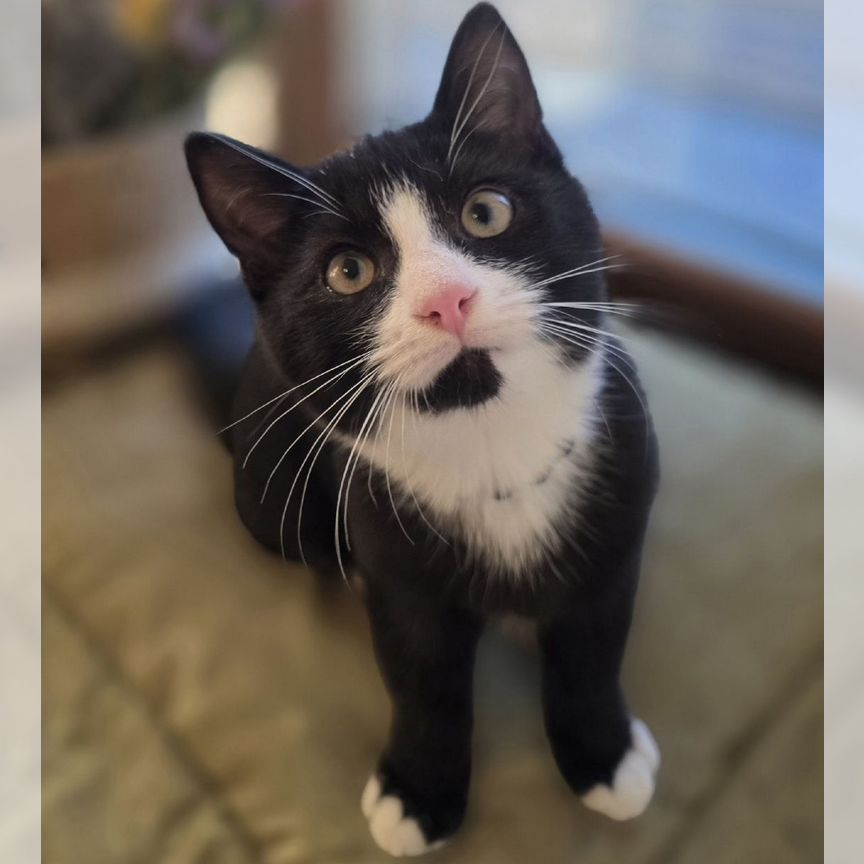 Котёнок в добрые руки