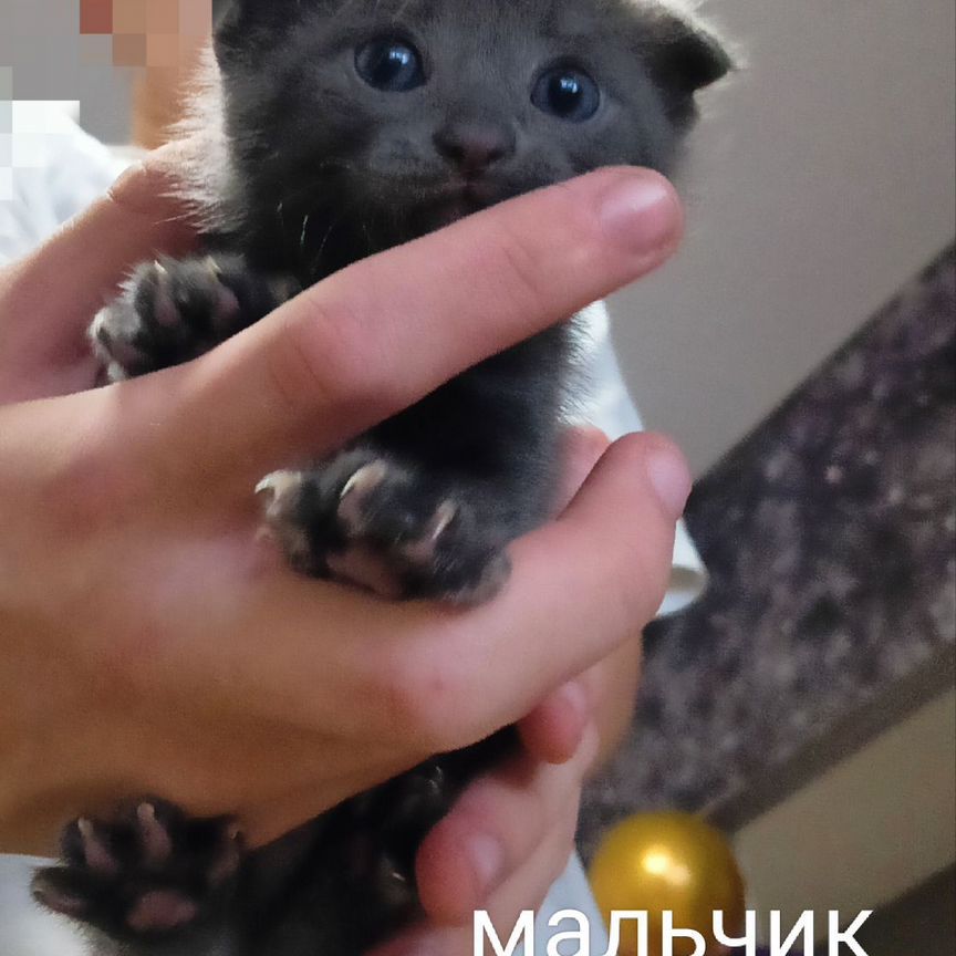 Шотландские котята