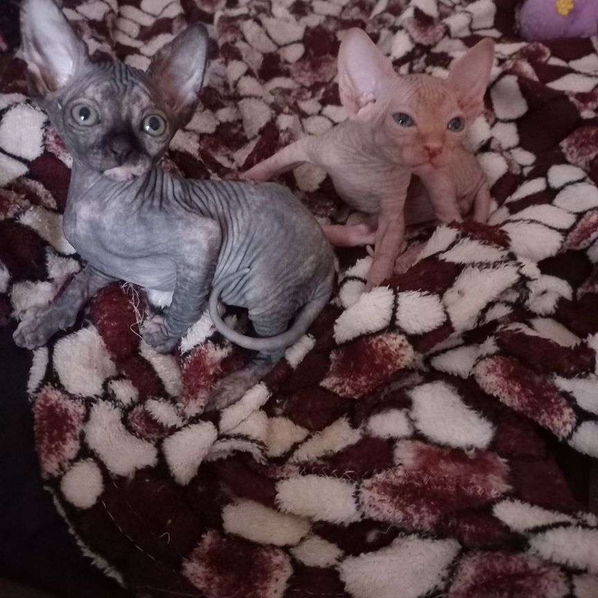 Канадский сфинкс котенок