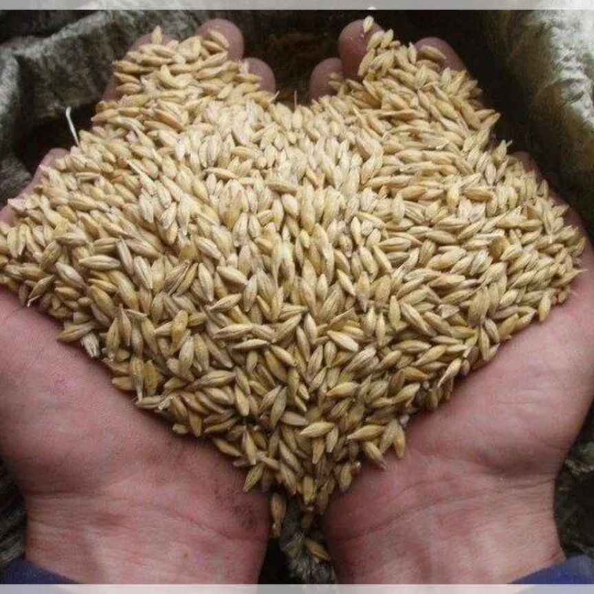 Зерно пшеница ячмень в мешках