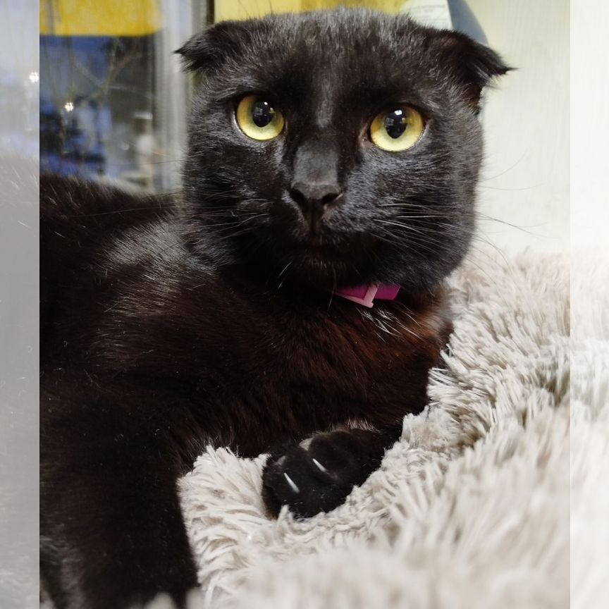 Шотландский вислоухий короткошёрстный, взрослый кот