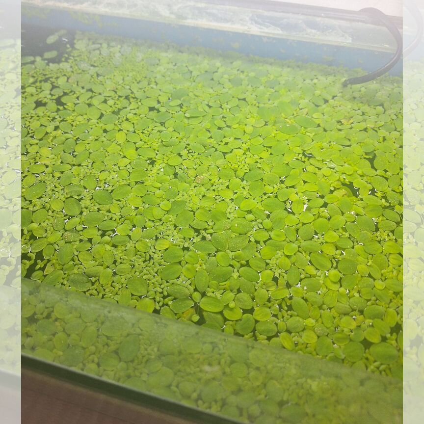 Водоросли для аквариума