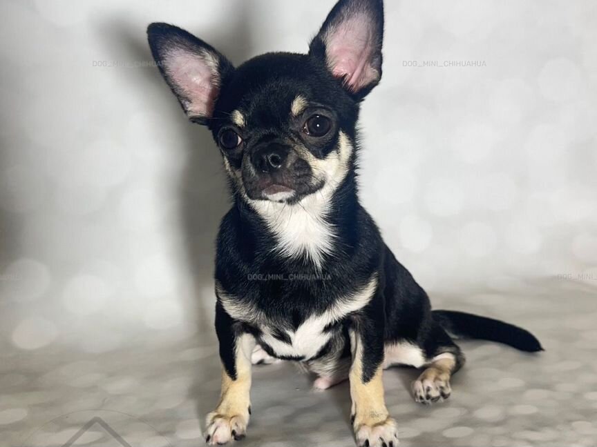 Мальчик чихуахуа. Документы РКФ