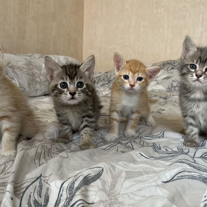 Котята в добрые руки