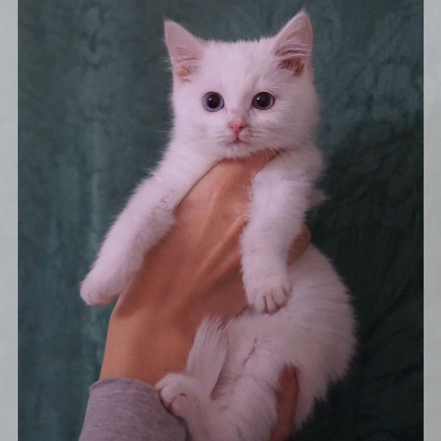 Котенок-белоснежка в добрые руки