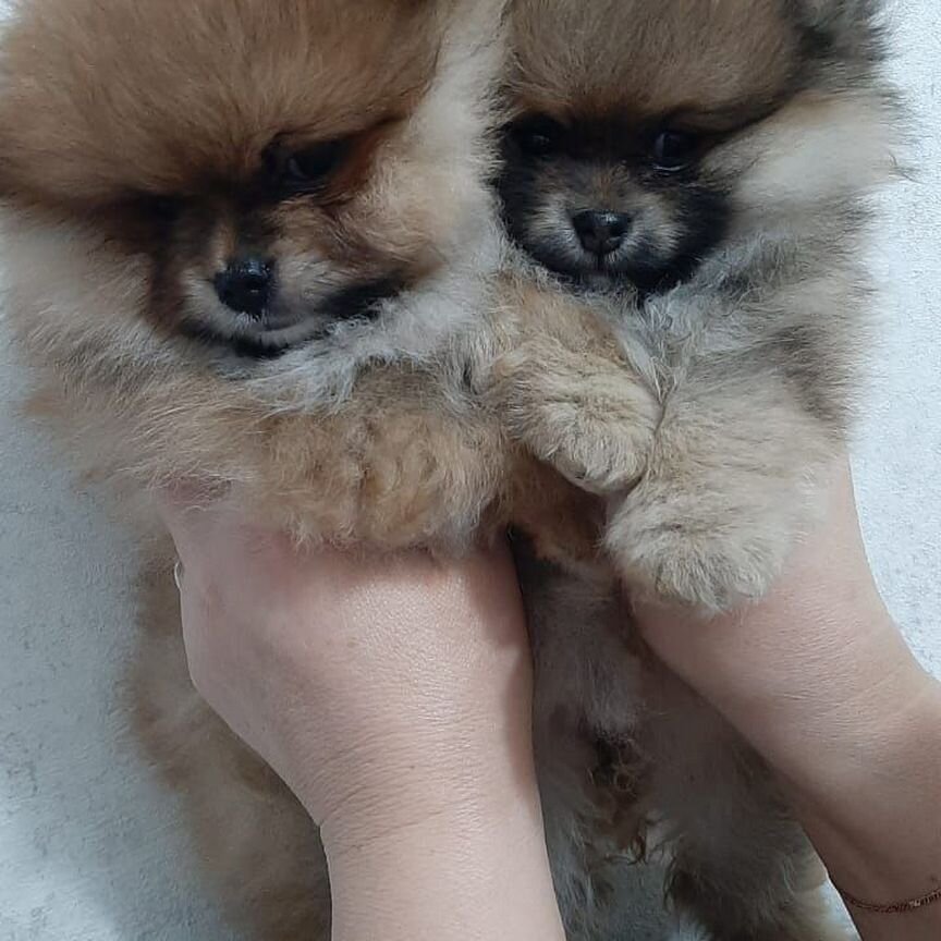 Продам щенков померанцев