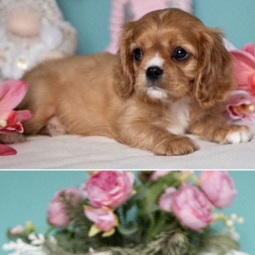 Кавалер кинг-чарльз-спаниель, щенок