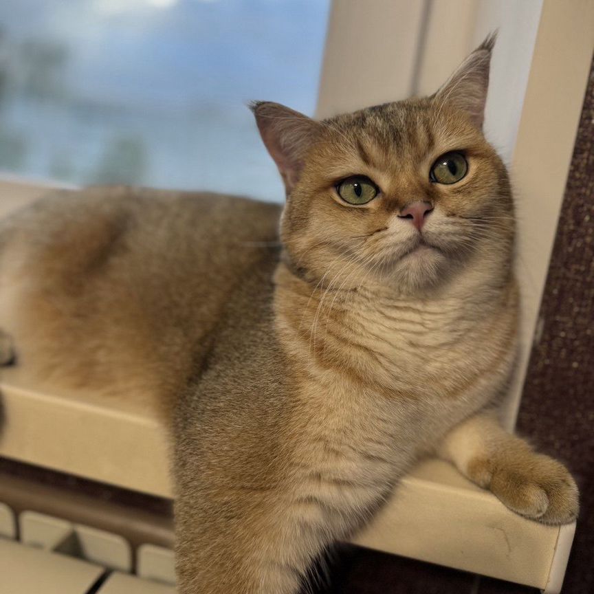 Кошка золотая шиншилла