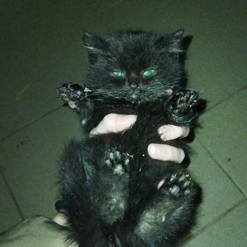 Котенок в добрые руки