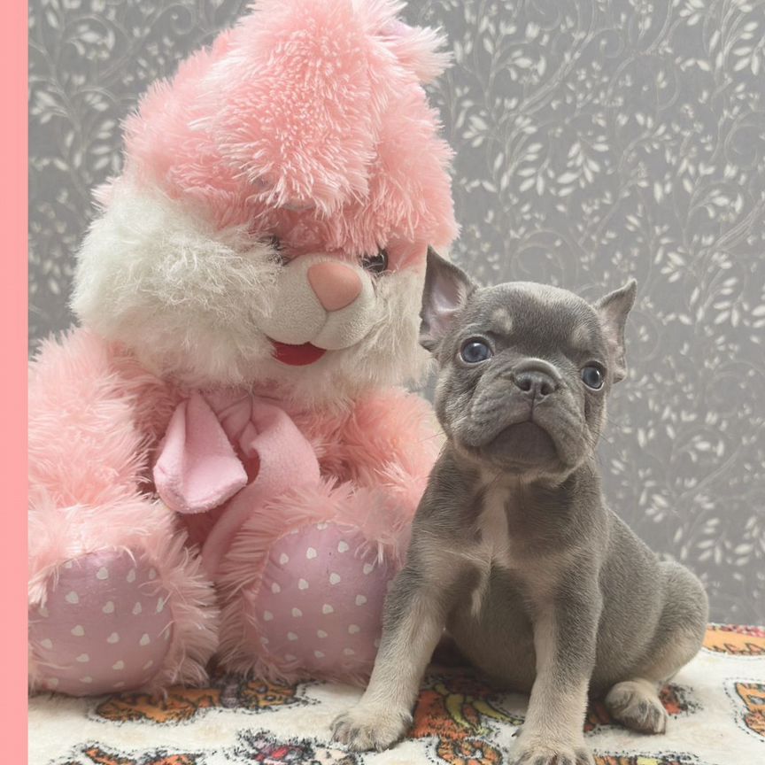 Французский бульдог, щенок