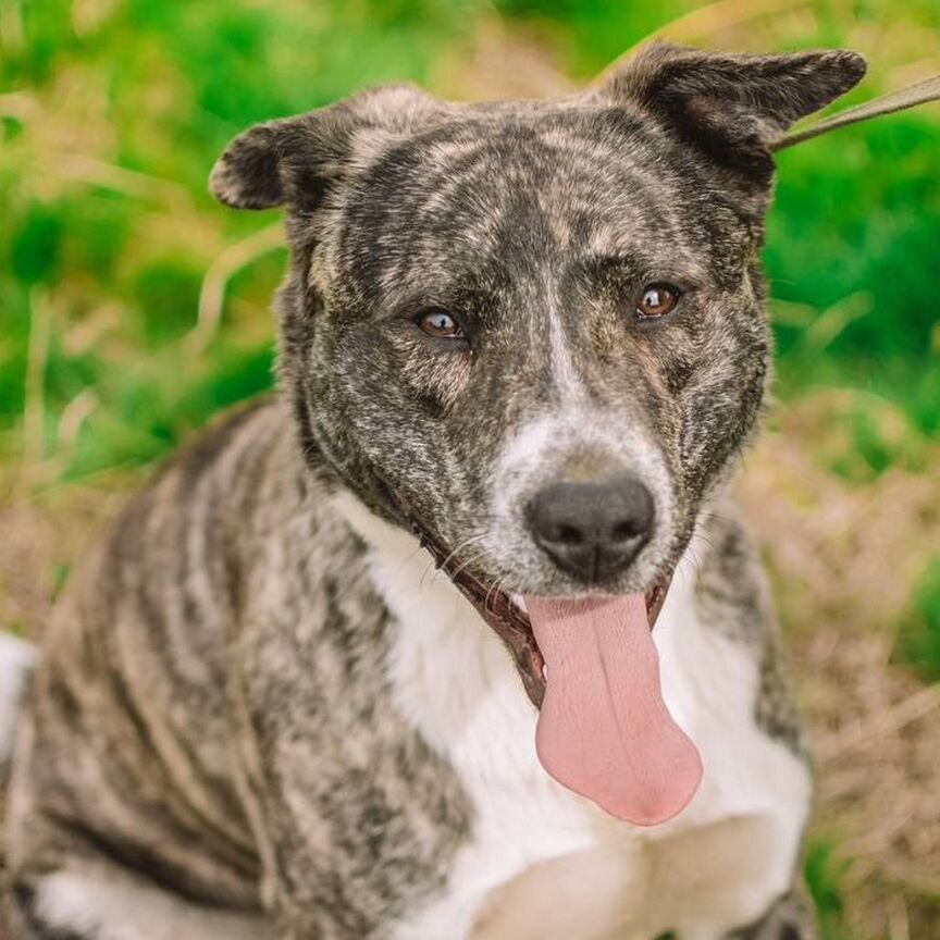 Американский стаффордширский терьер, щенок