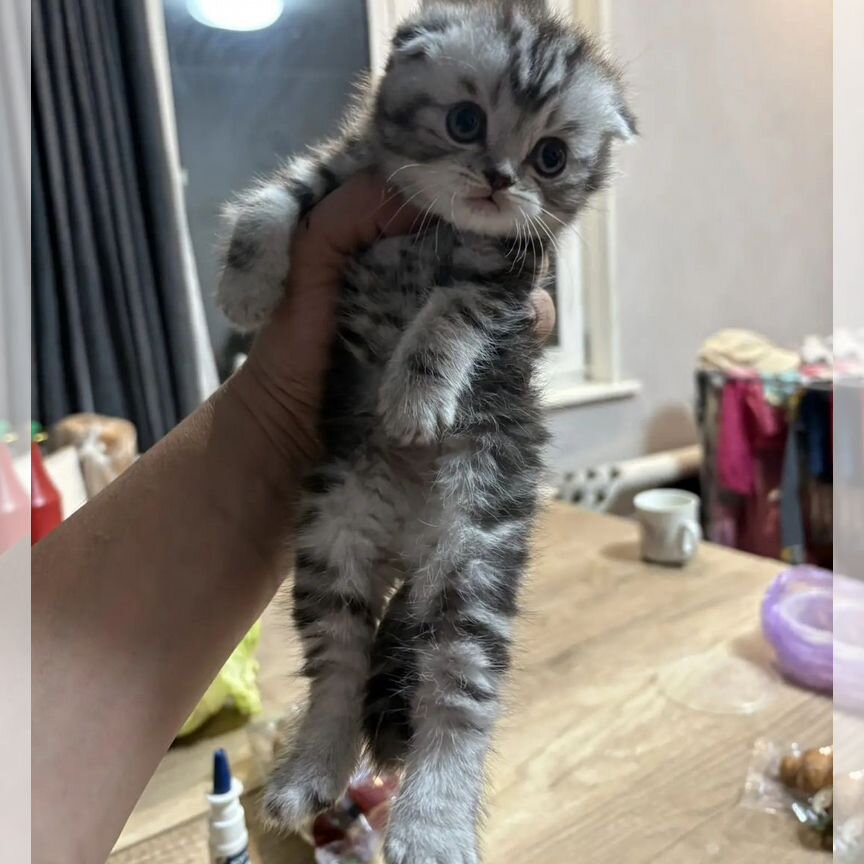 Британский короткошёрстный котёнок