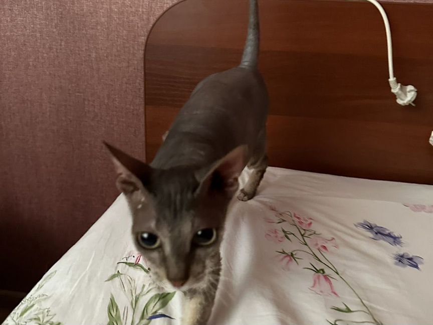 Кошечка в добрые руки сфинкс