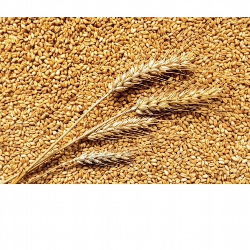 Зерно пшеница