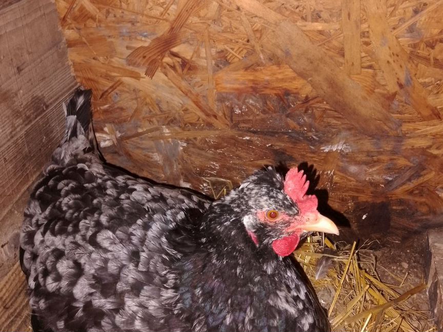 Куры несушки