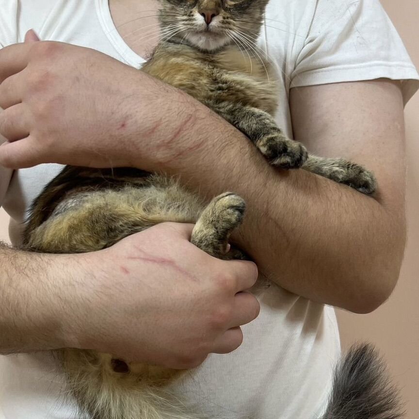 Белка в поиске дома