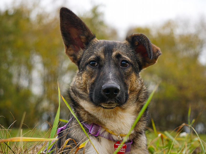 Щенок грустит в приюте