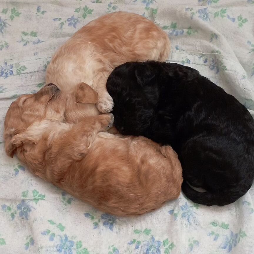 Той-пудель, щенок