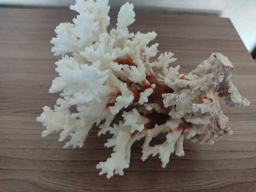 Морские кораллы