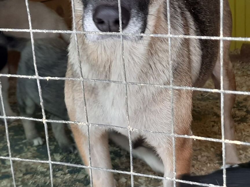 Собака в добрые руки