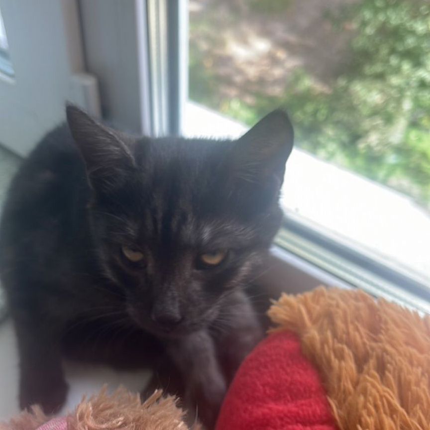 Умная игривая и наиласкущая 3 мес