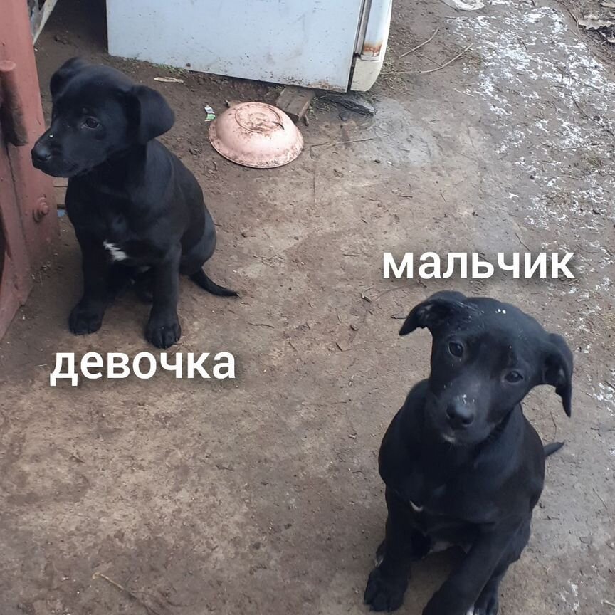 Щеночки хотят домой