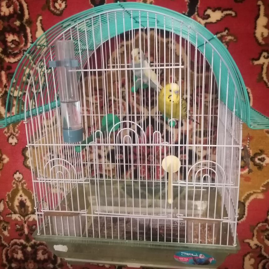 Попугайчики волнистые