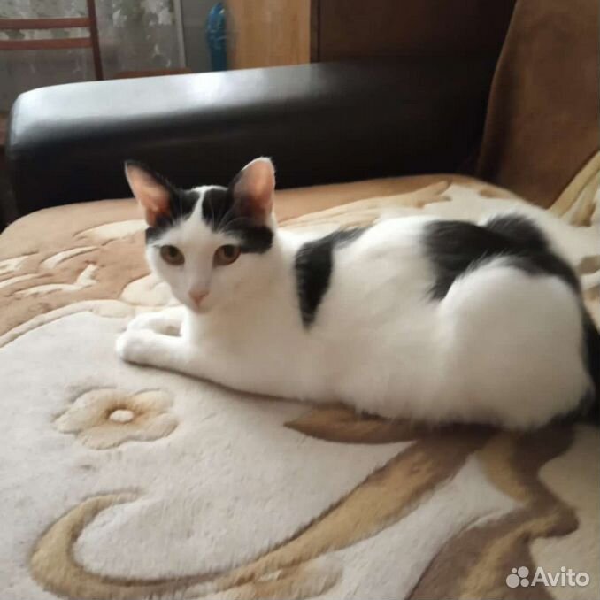 Кошка Белка в добрые руки