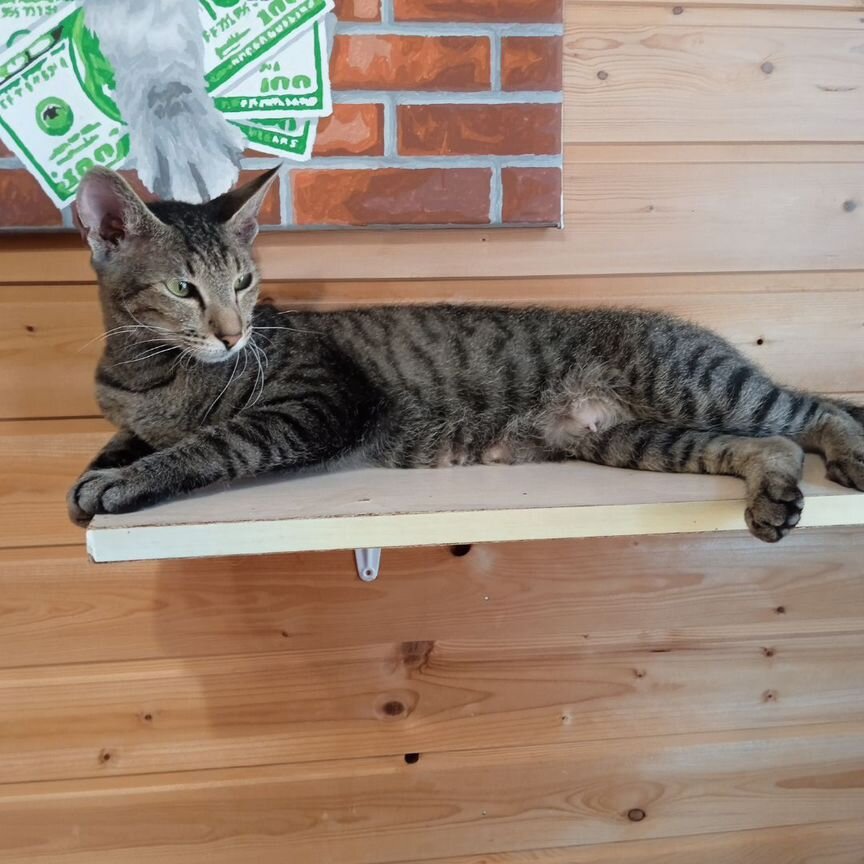 Кошка Перерболд