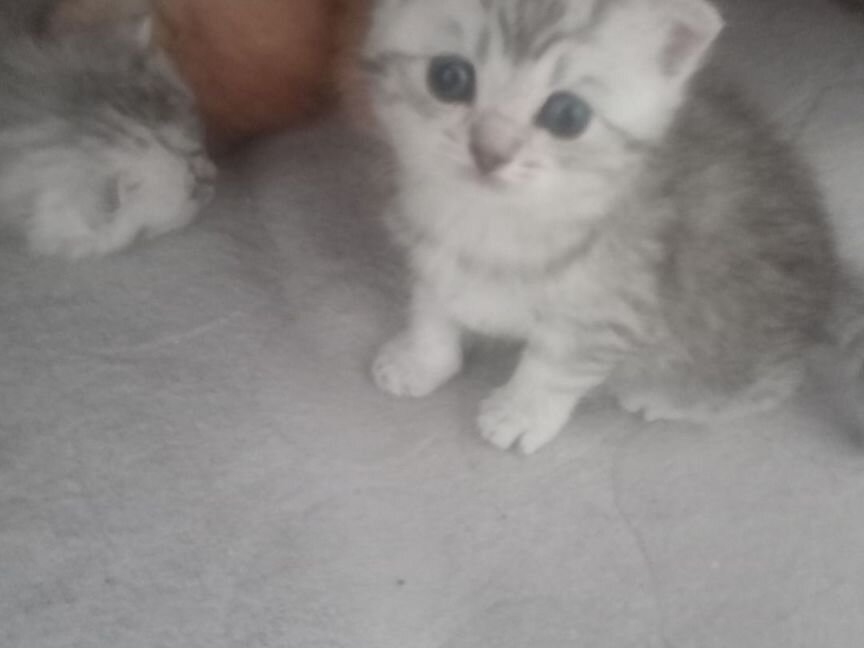 Шотландские вислоухие котята